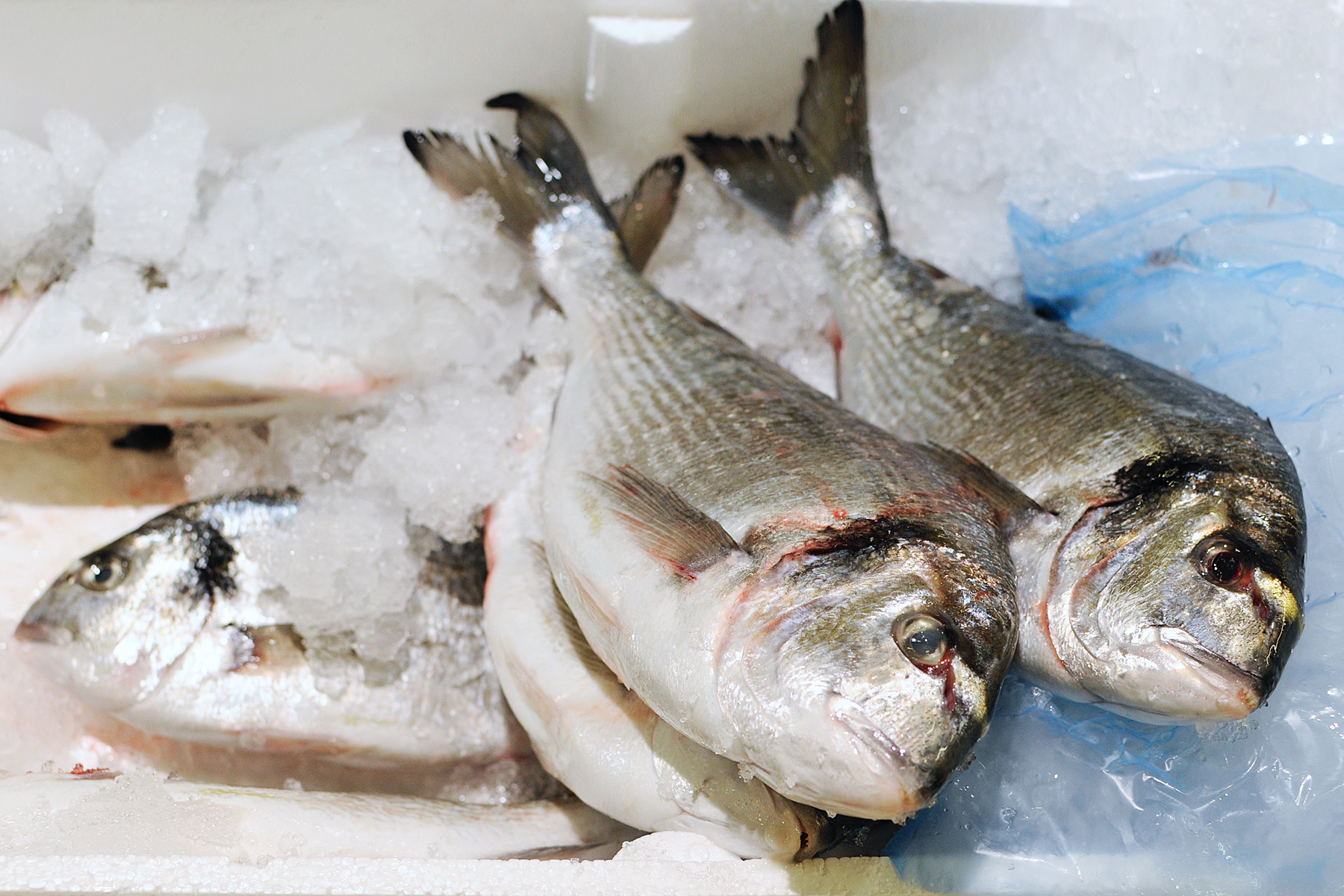 Le Lien Ltd – Supplying Top Quality Fresh Seafood